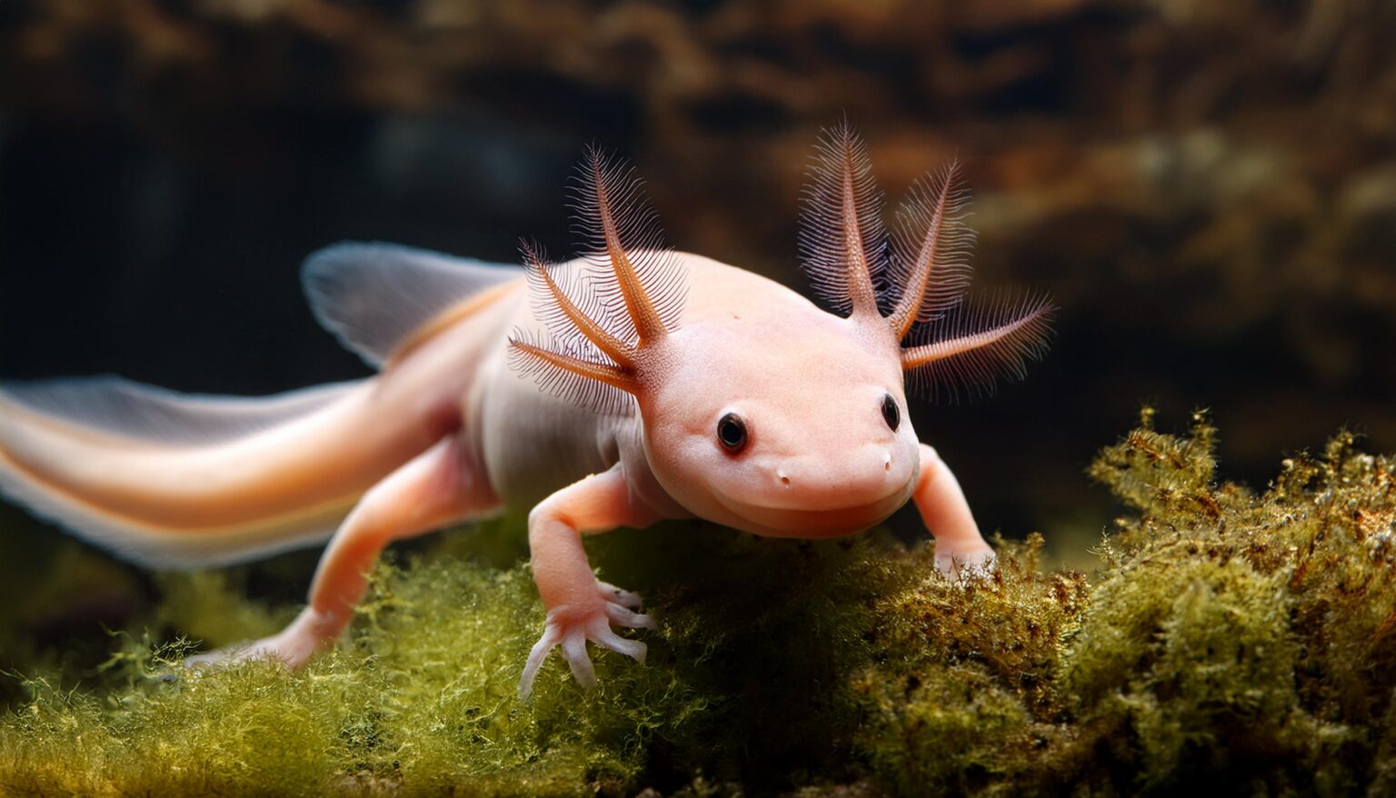 Axolotl Lebenszyklus: Warum dieser Amphibienstar nie erwachsen wird ...