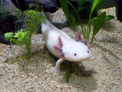 Axolotl Lebenszyklus: Warum dieser Amphibienstar nie erwachsen wird ...