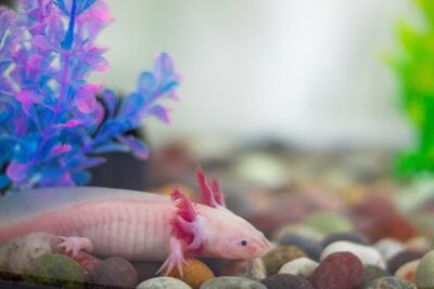 Axolotl Lebenszyklus: Warum dieser Amphibienstar nie erwachsen wird ...